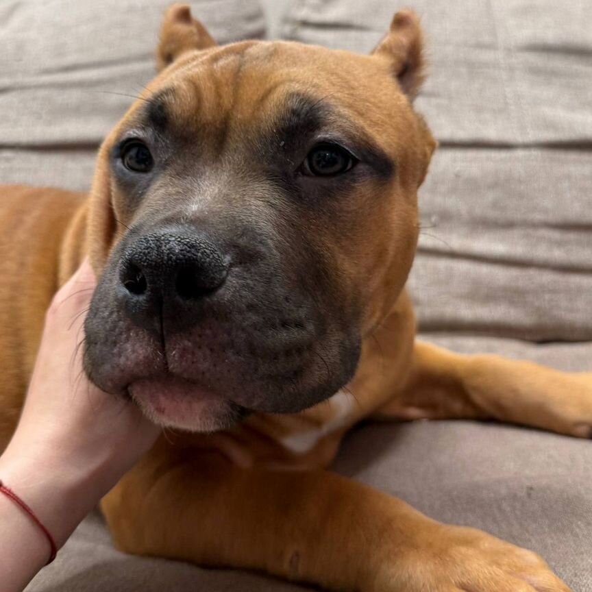 Американский булли, щенок