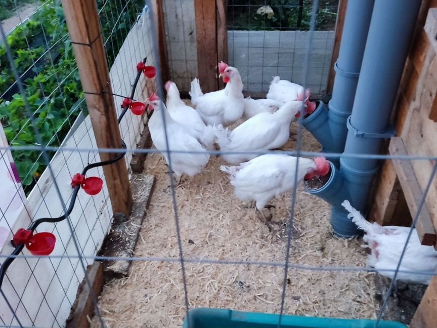 Куры несушки породы декалб