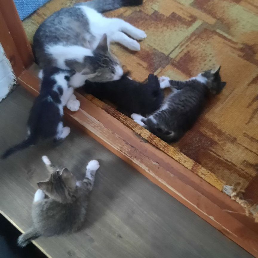 Котята в добрые руки