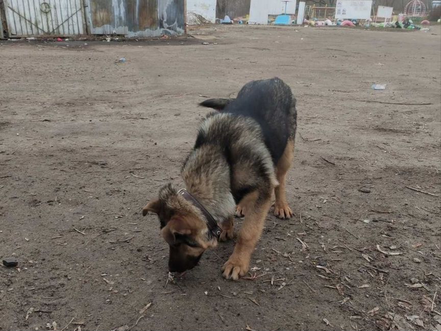 Метис овчарки оказался не нужным