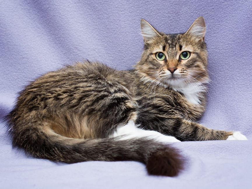 Пушистую кошечку выкинули на кладбище