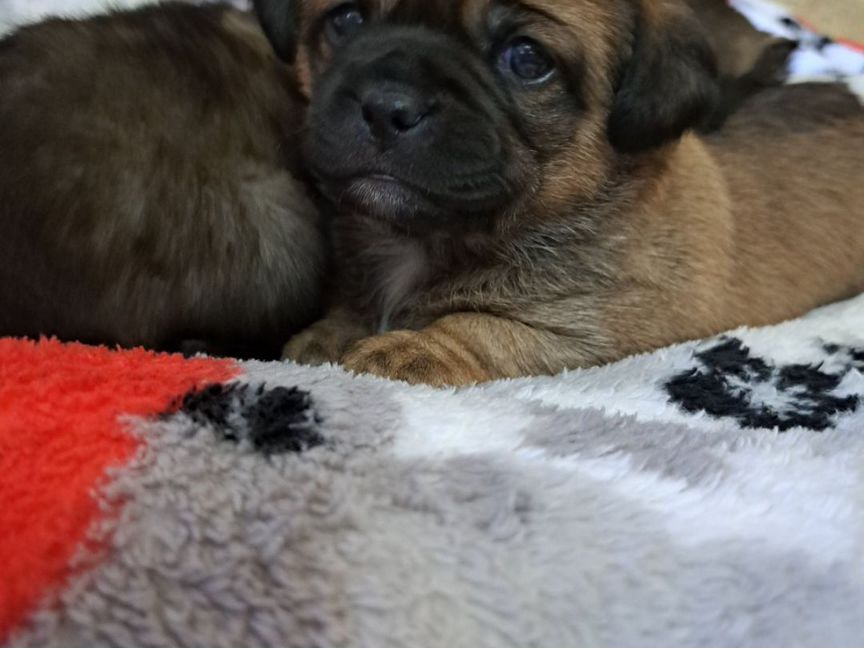 Щенки в добрые руки отдам бесплатно