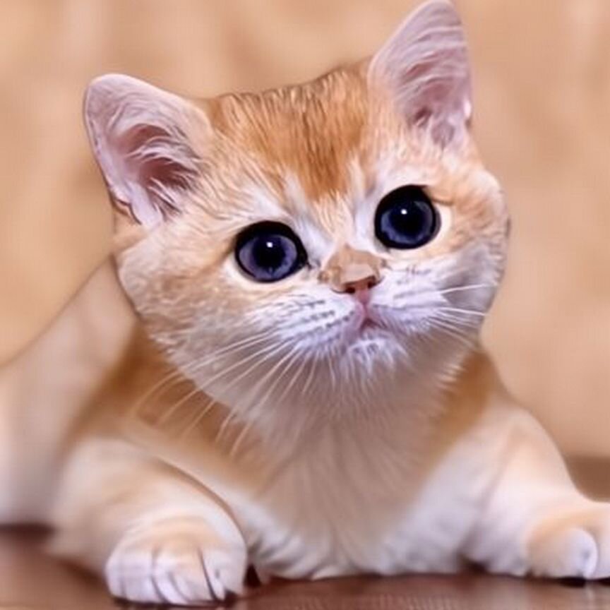 Британский короткошёрстный котёнок