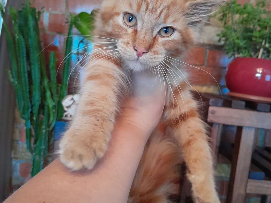 Кот