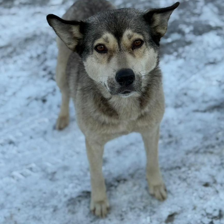 Взрослая собака в добрые руки