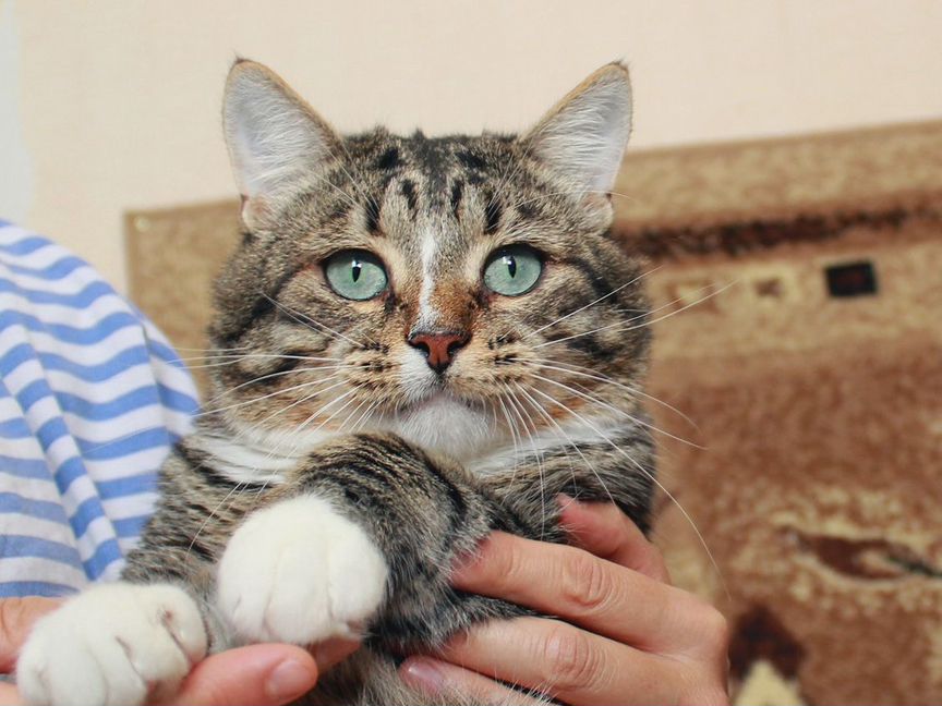 Солидный кот с душой котёнка ищет дом