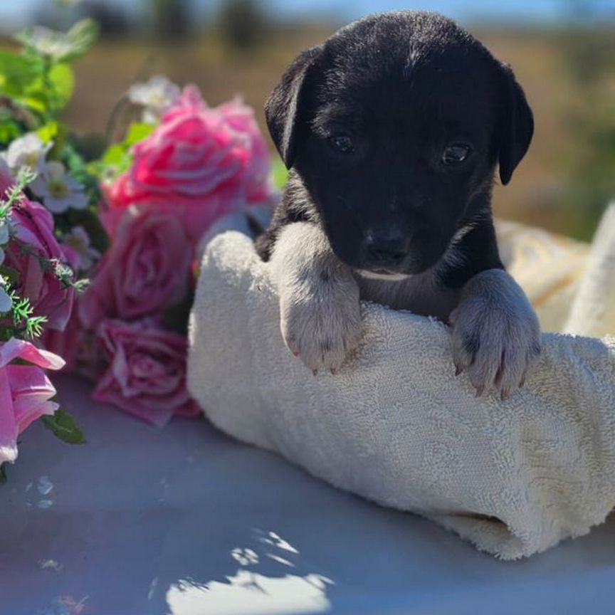 Деченка ищет дом