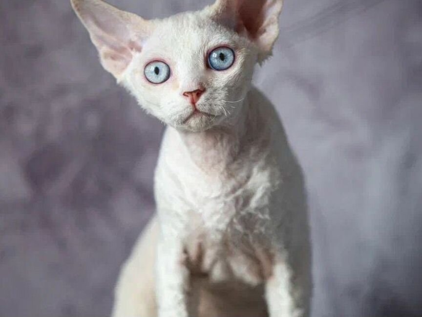 Котята девон-рекс