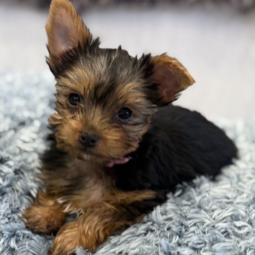 Йоркширский терьер, щенок