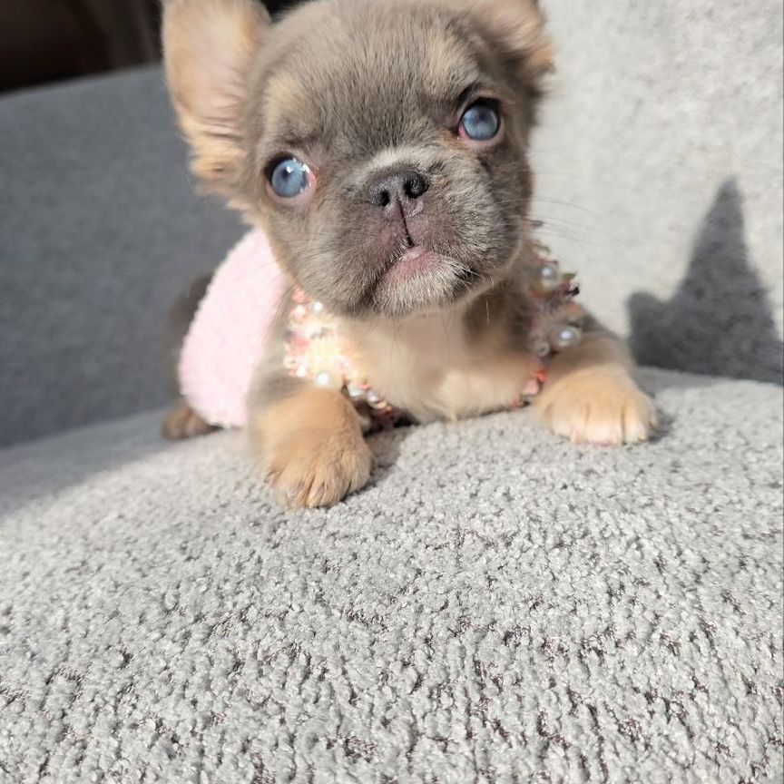 Крошечная флаффи бульдожка