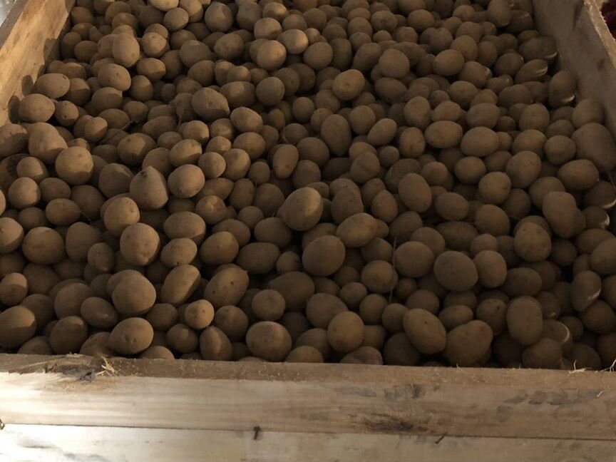 Картофель мелкий на корм скоту
