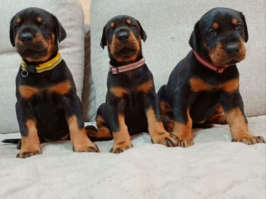 Щенки добермана с документами