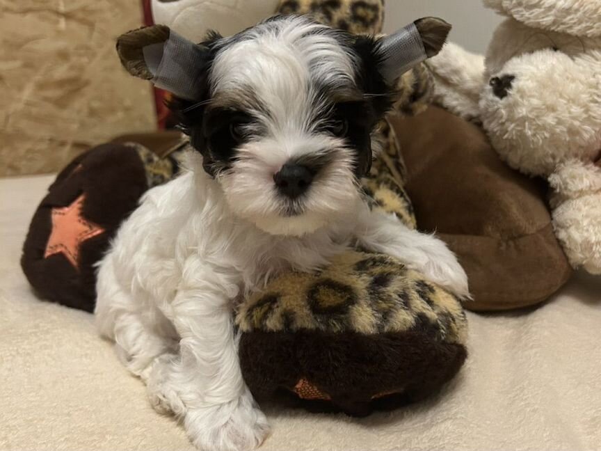 Щенки бивер