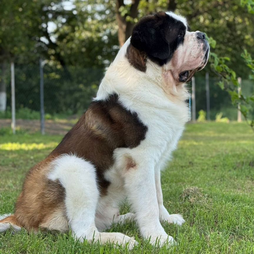 Сенбернар, щенок