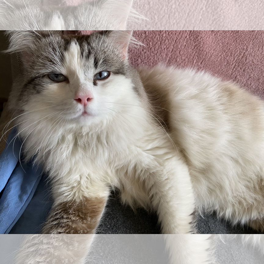 Сибирский, взрослый кот