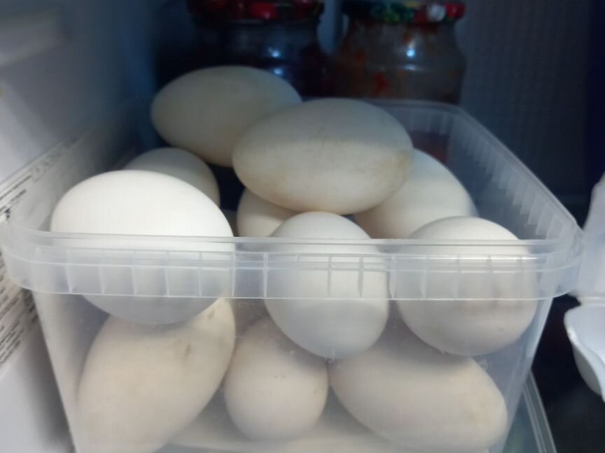 Яйцо гусиное