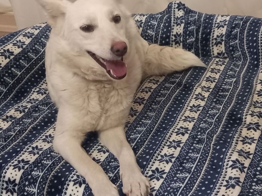 Собака в добрые руки отдам бесплатно