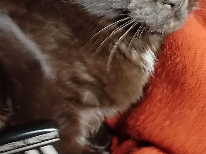 Котенок девочка