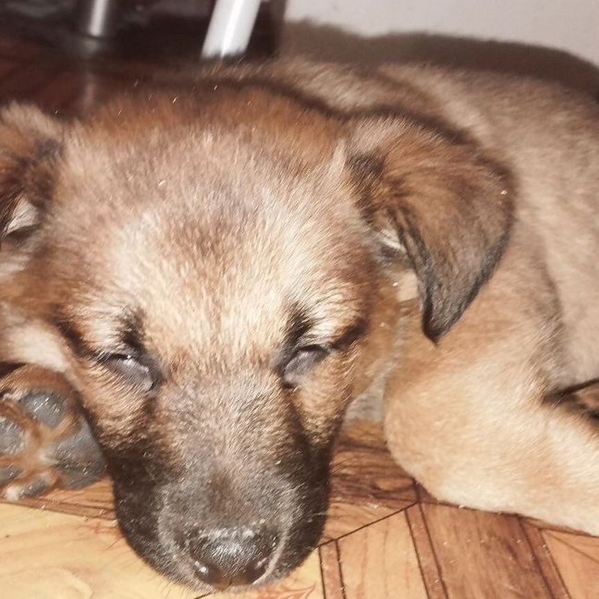 Отдам собаку в добрые руки, ему 1.5 месяца