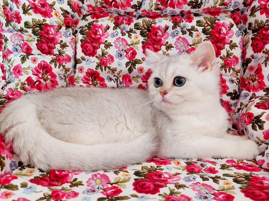 Кошки