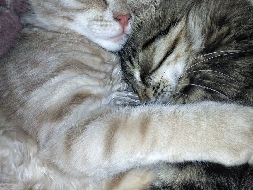 Отдам котят в добрые руки
