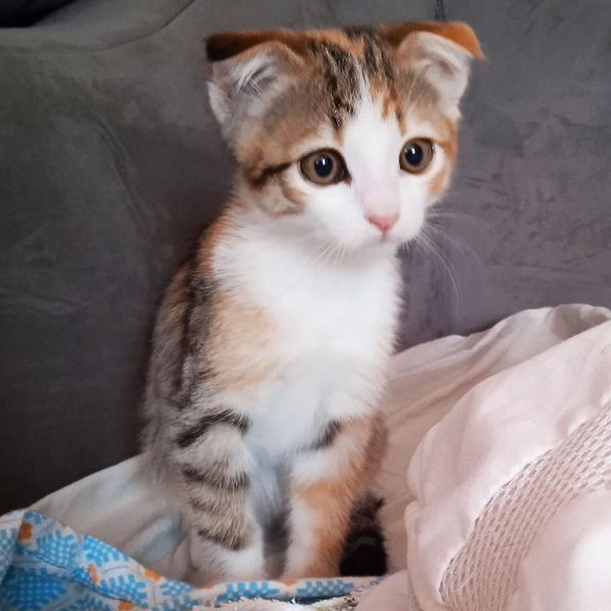 Бесплатно маленькая кошечка
