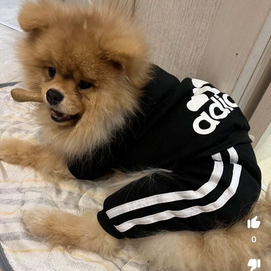 Одежда для собак