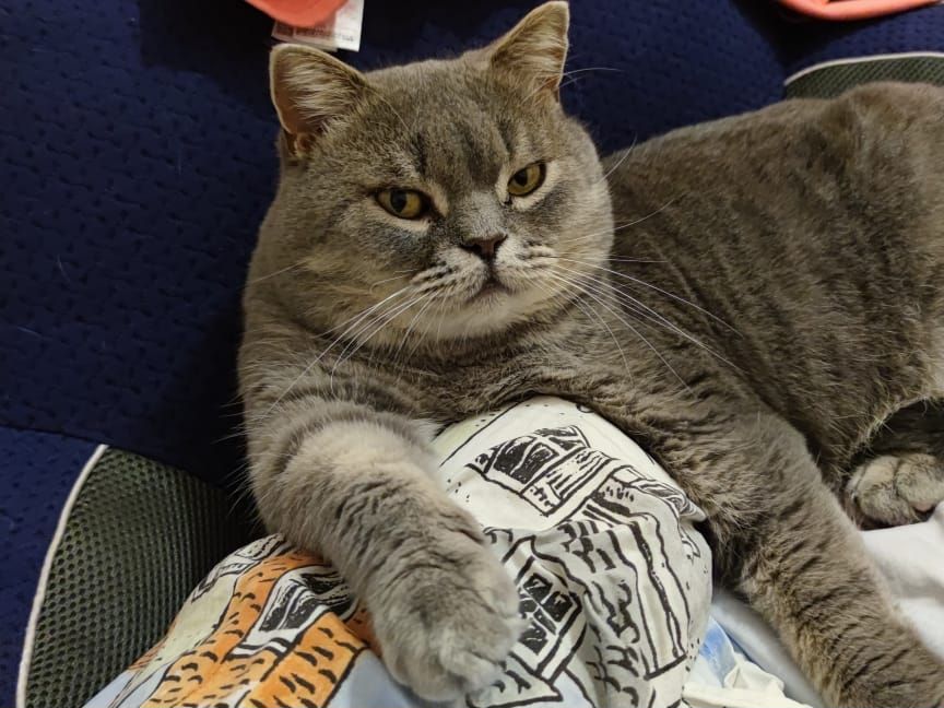 Британский кот Багратиоша