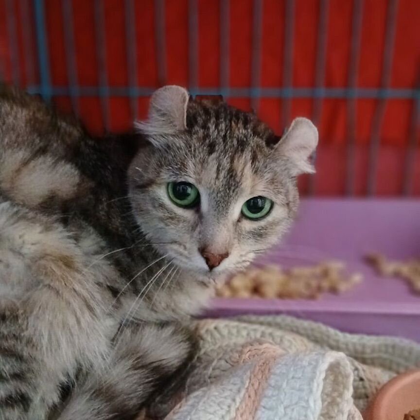 Взрослая, Девочка кошка в добрые руки