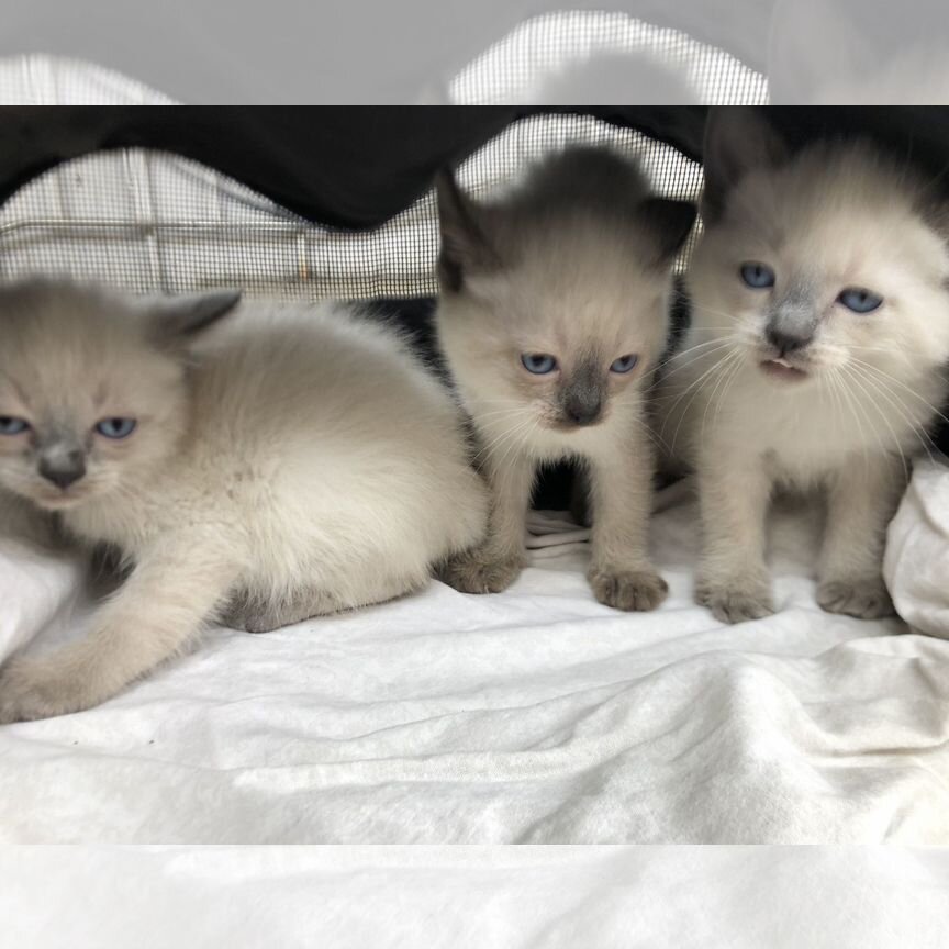 Тайские Котята