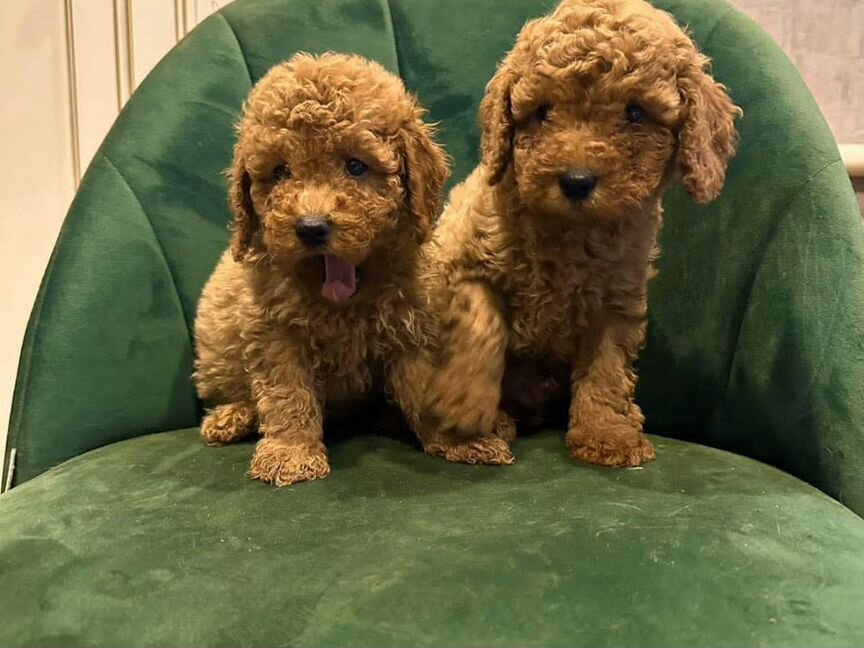 Щенки той пуделя Ред Браун