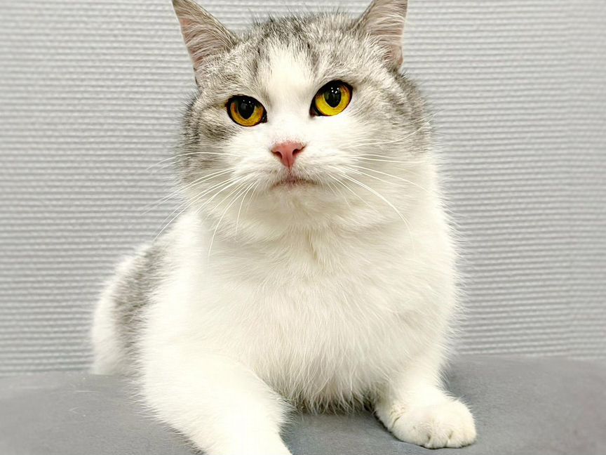 Кошечка Мамми