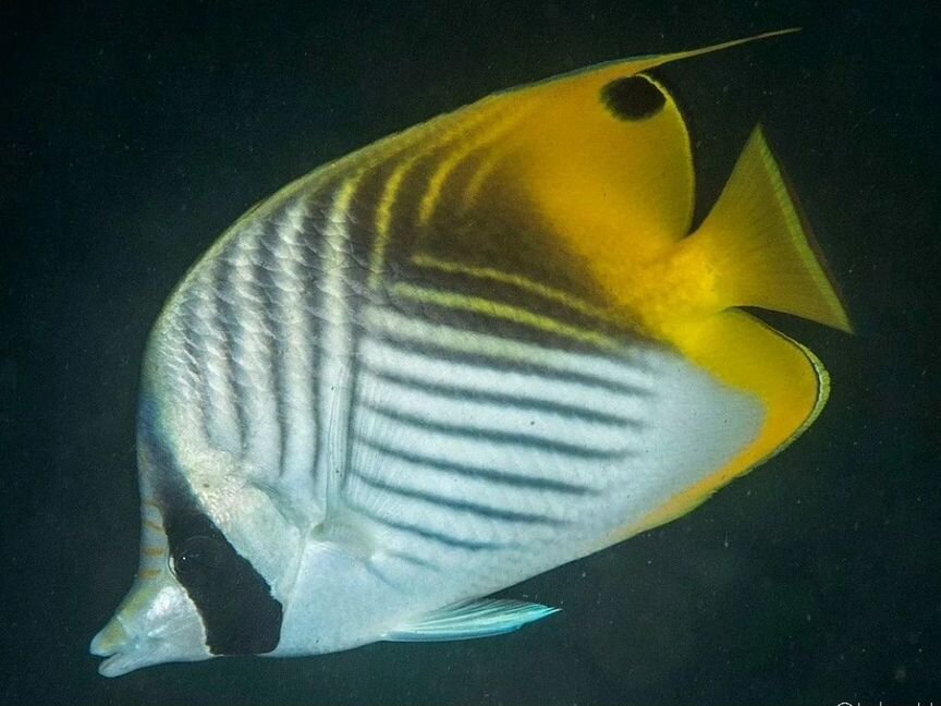 Рыбка в морской аквариум