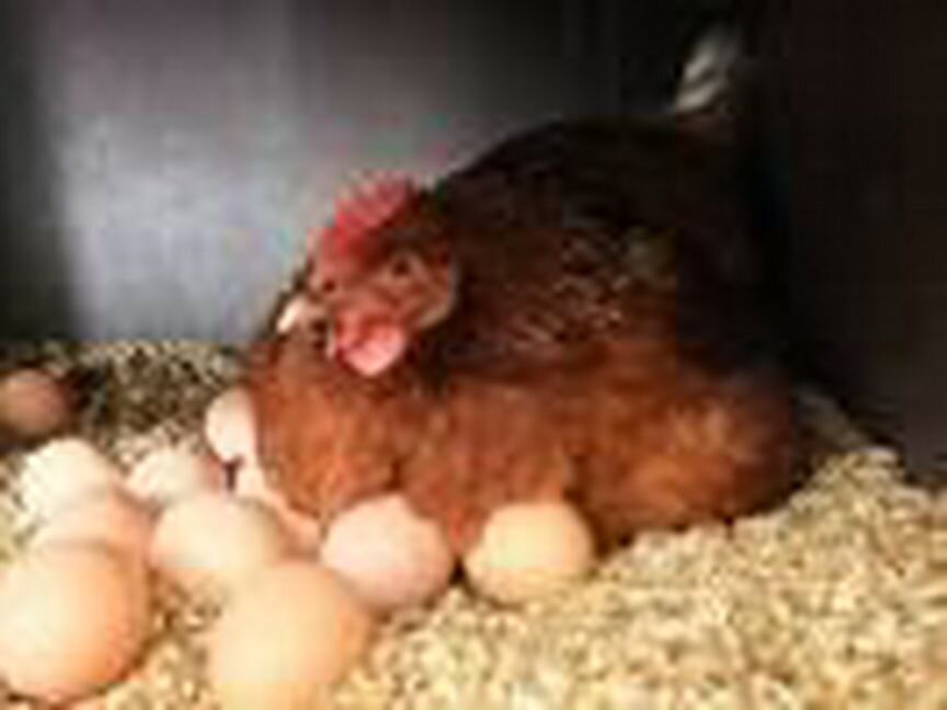 Куры несушки продам