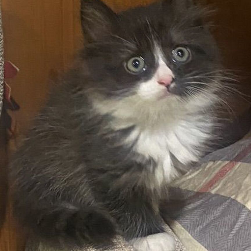 Котёнок в добрые руки