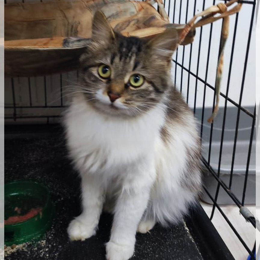 Миниатюрная Эльза хочет жить в семье