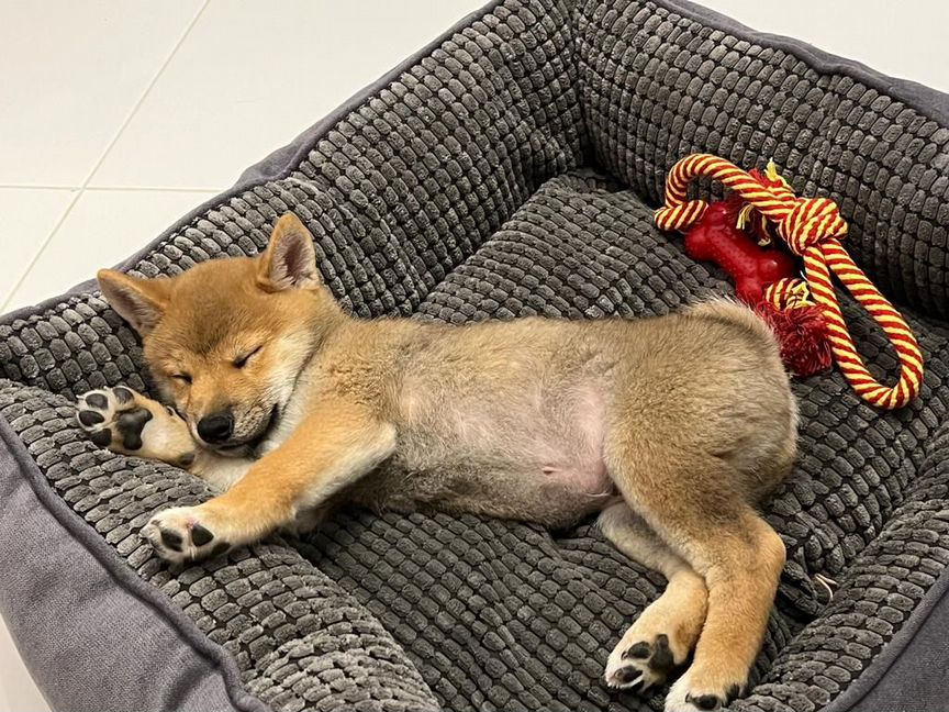 Продам щенка Сиба Ину