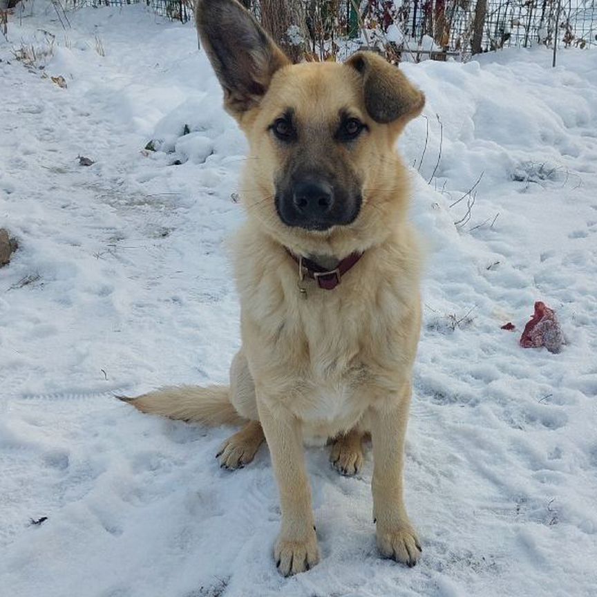 Взрослый пёс в добрые руки