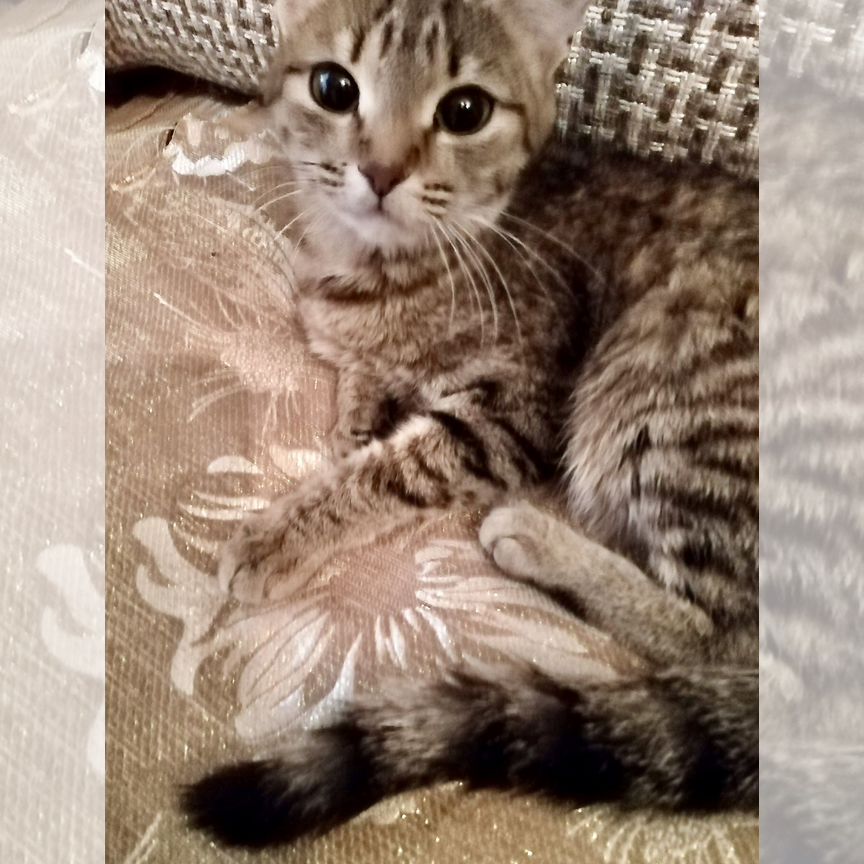 Европейский короткошёрстный котёнок