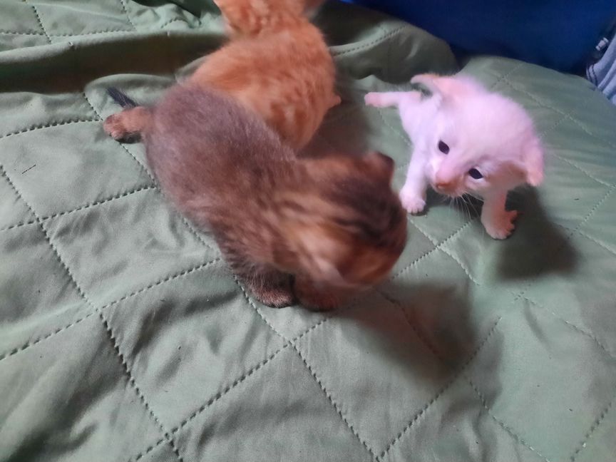 Кошки породистые