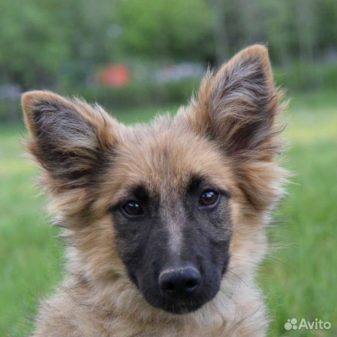 Кроха Манго в поисках дома