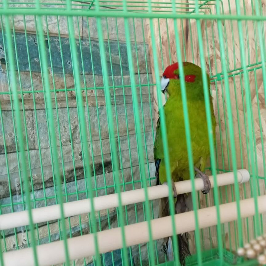 Попугай Какарик