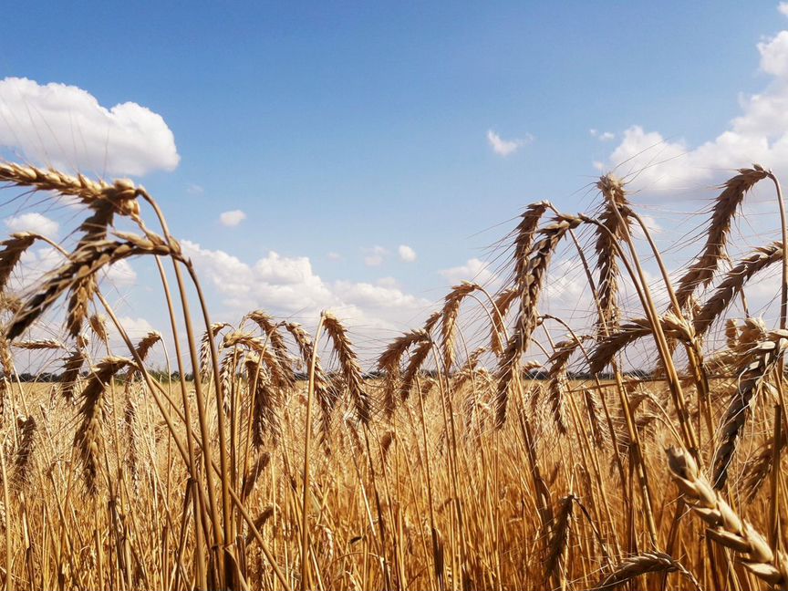Пшеница озимая