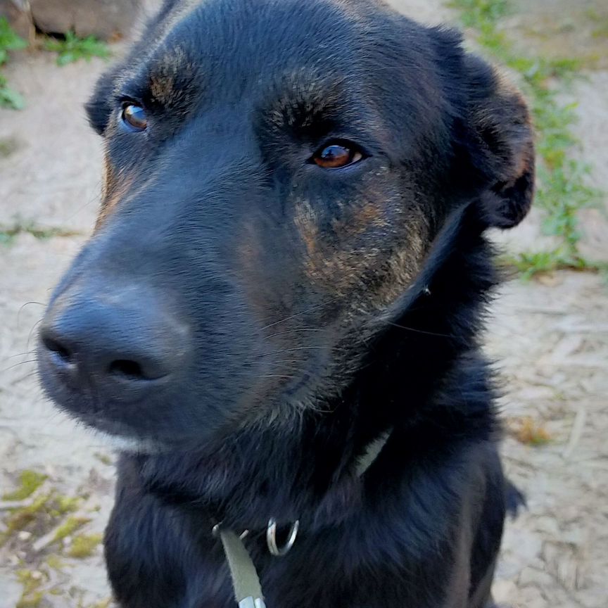 Отдадим в добрые руки