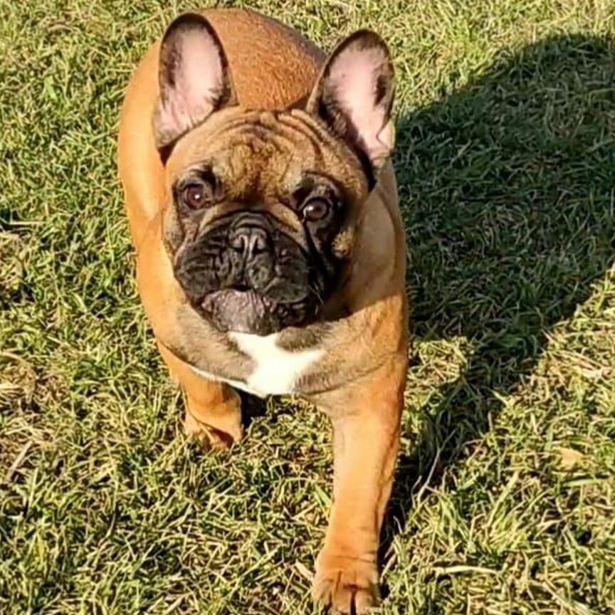 Французский бульдог, щенок