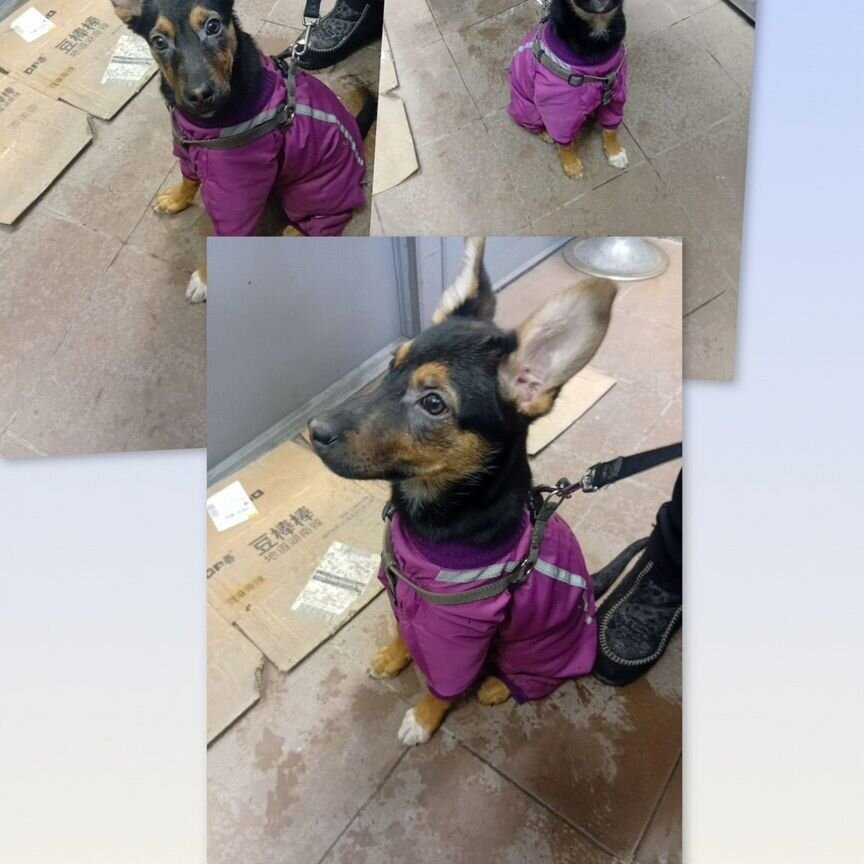 Щенок в добрые руки