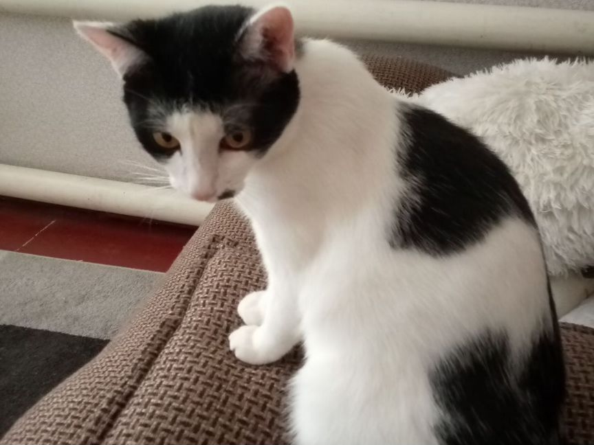 Чёрный котик и 2 кошечки