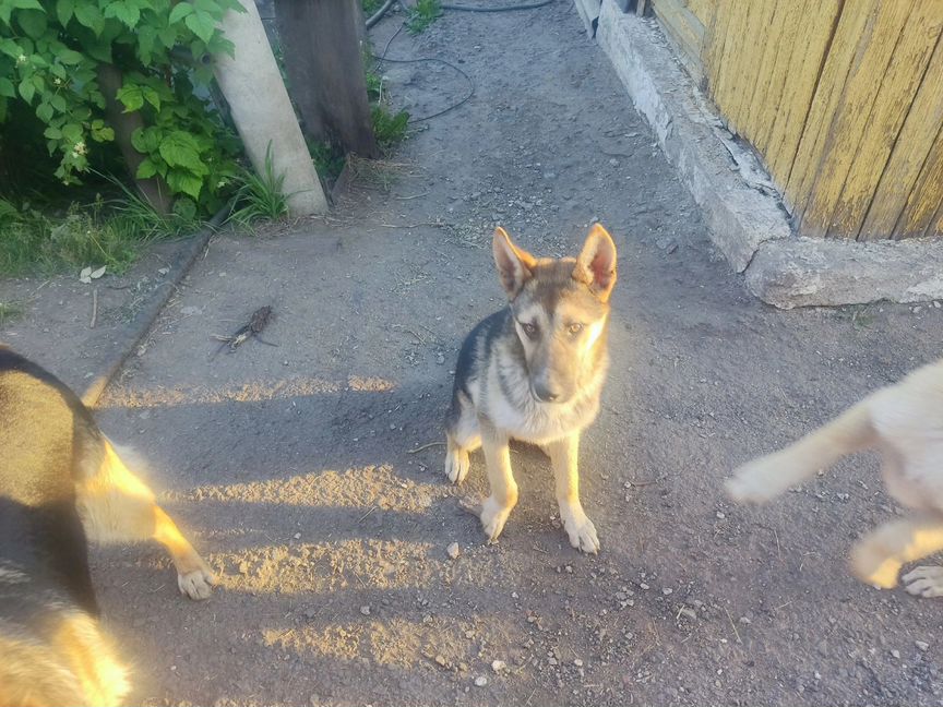 Собака в добрые руки