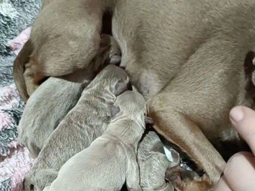 Лиловые красавчики мальчики и девочки