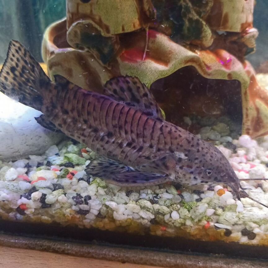 Сом таракатум